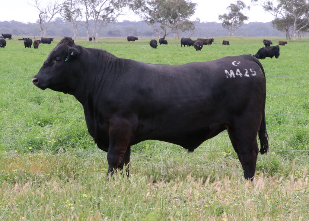 Our Elite Breeding Sires - Granite Ridge Angus Stud