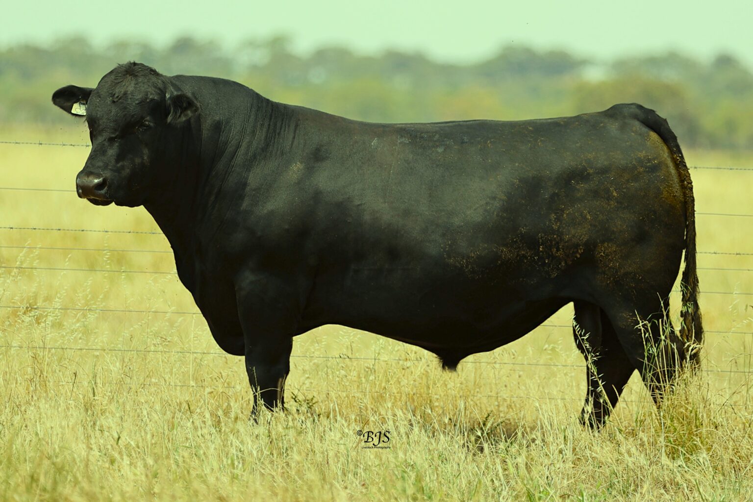 Our Elite Breeding Sires - Granite Ridge Angus Stud